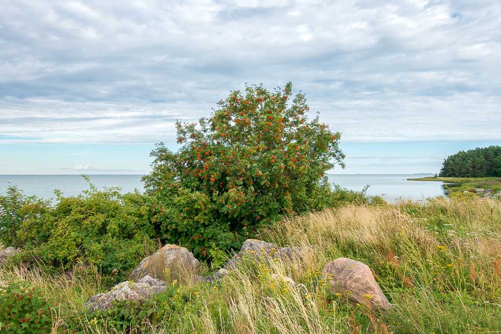 ILM.EE - ilmategija internetis