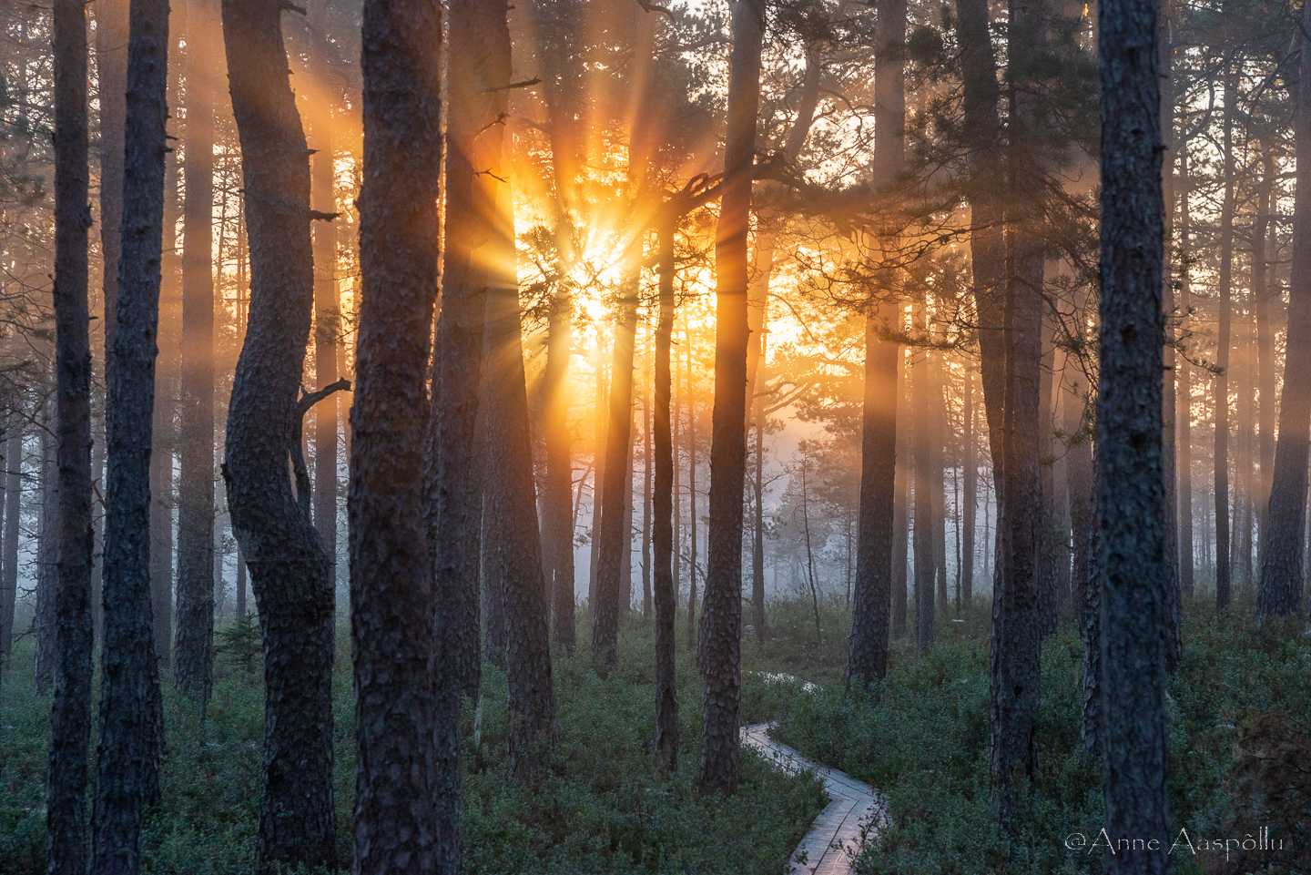 ILM.EE - ilmategija internetis