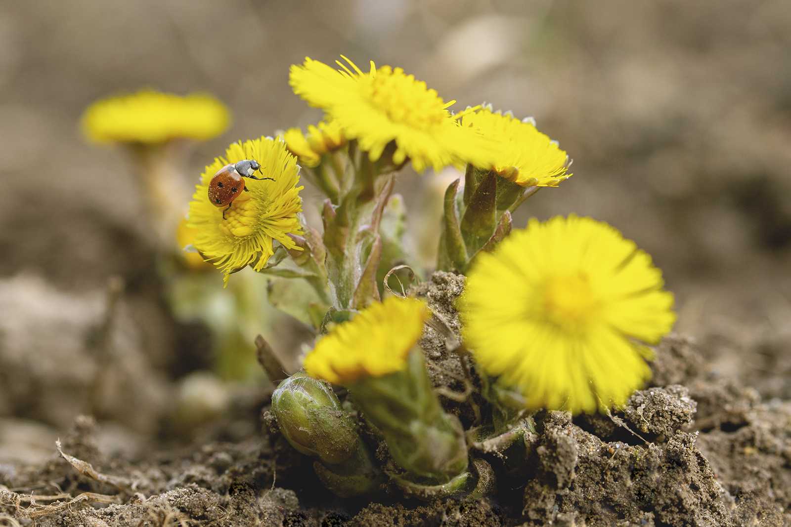 ILM.EE - ilmategija internetis